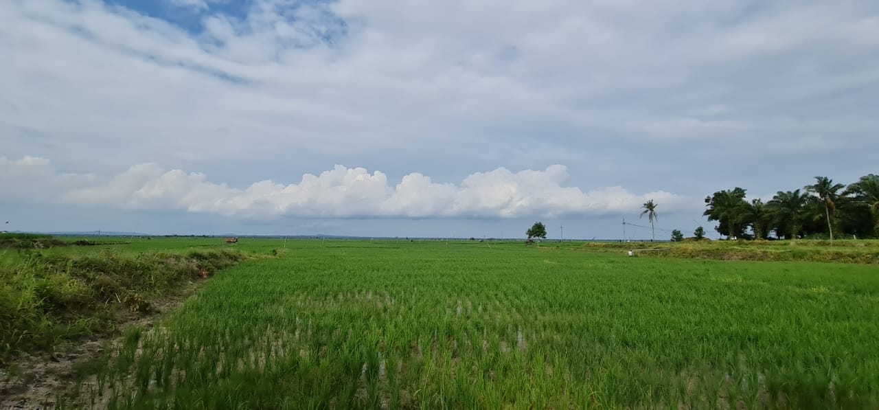 Petani Lampung Rasakan Manfaat Program Kementan Pupuk Subsidi