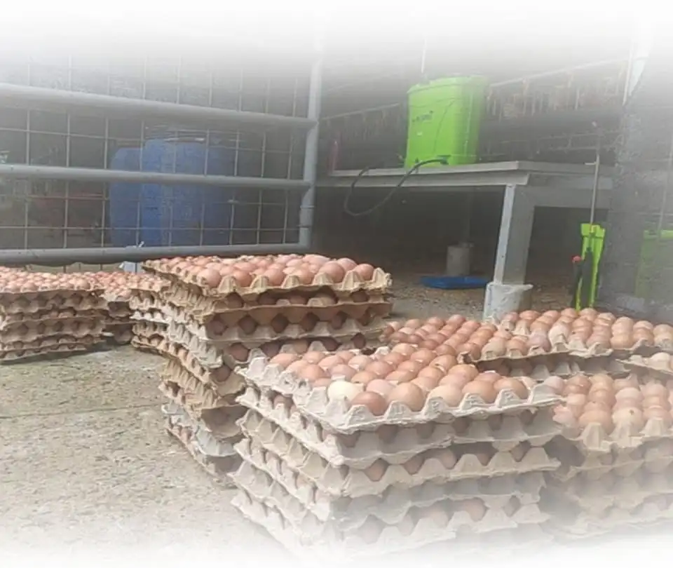 Asosiasi dan Peternak Apresiasi Langkah Kementan Stabilkan Harga Telur