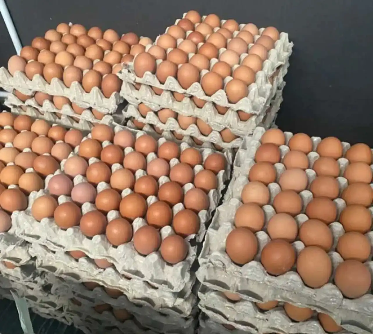 Kementan Perkuat Serapan dan Stabilisasi Harga Telur di Tingkat Peternak